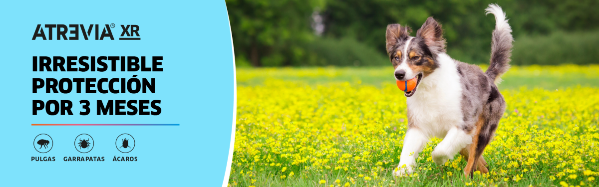 Atrevia XR para perros | Defensa prolongada | Atrevia